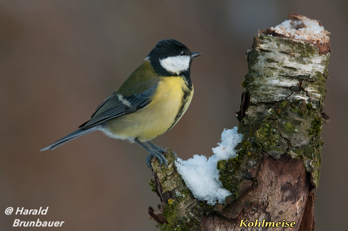 Kohlmeise_1601-1212 - Fotoklub St. Ulrich