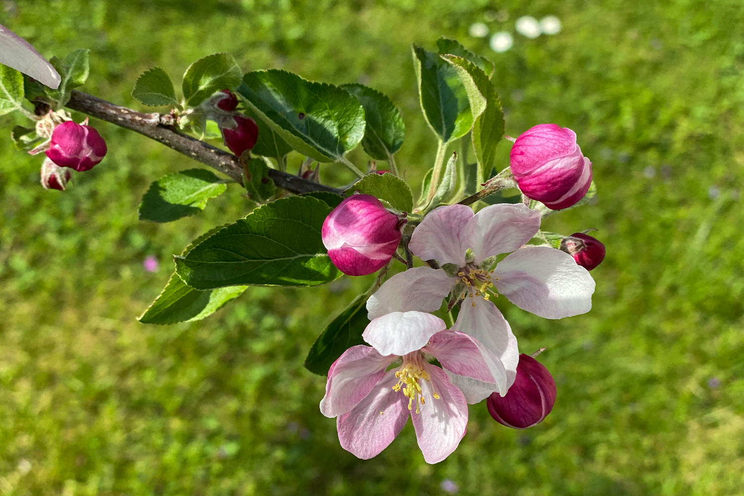 Rubinette blüht3 - Fotoklub St. Ulrich